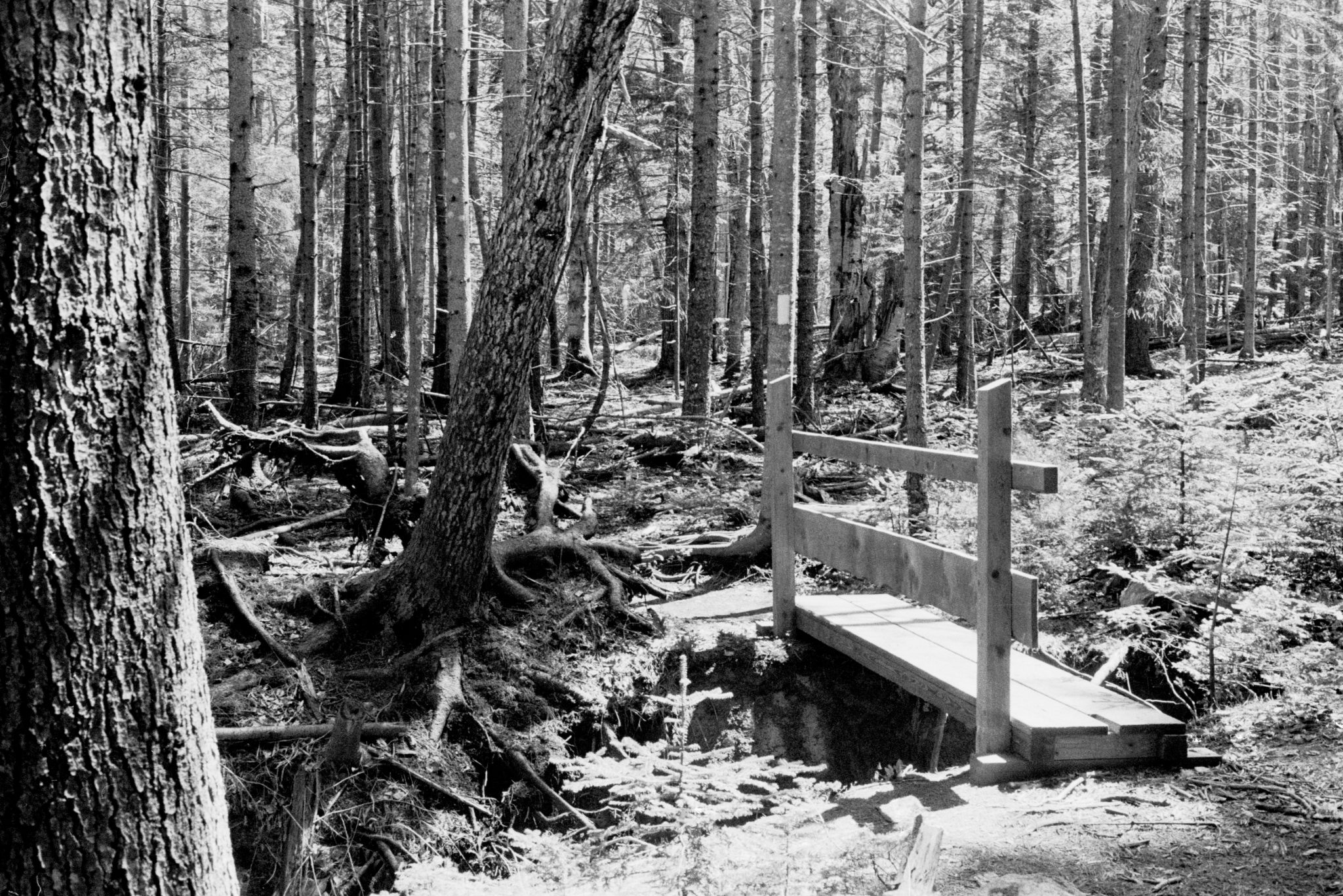 A Hike on the Harpswell Cliff Trail - Dane's Photography