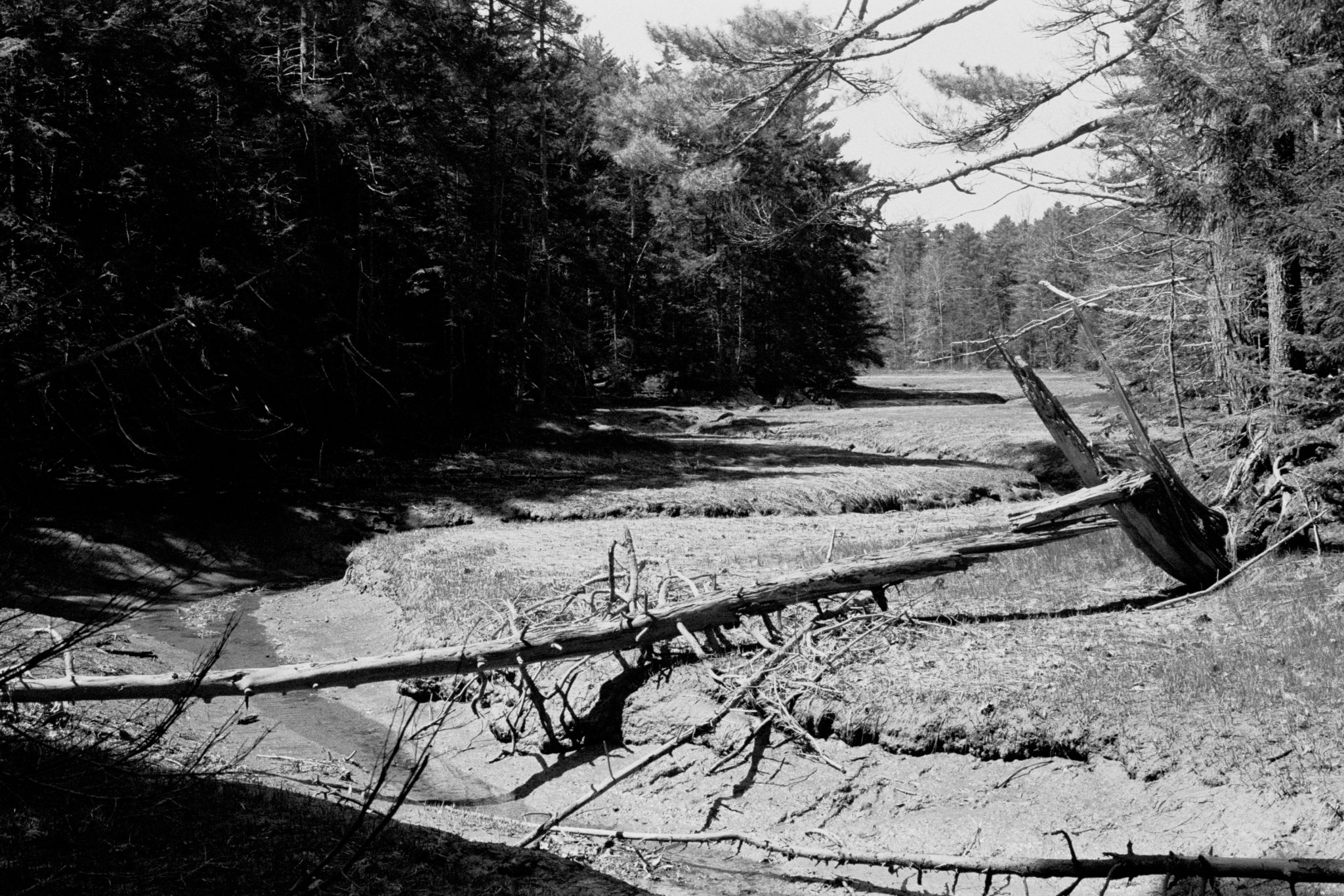 A Hike on the Harpswell Cliff Trail - Dane's Photography