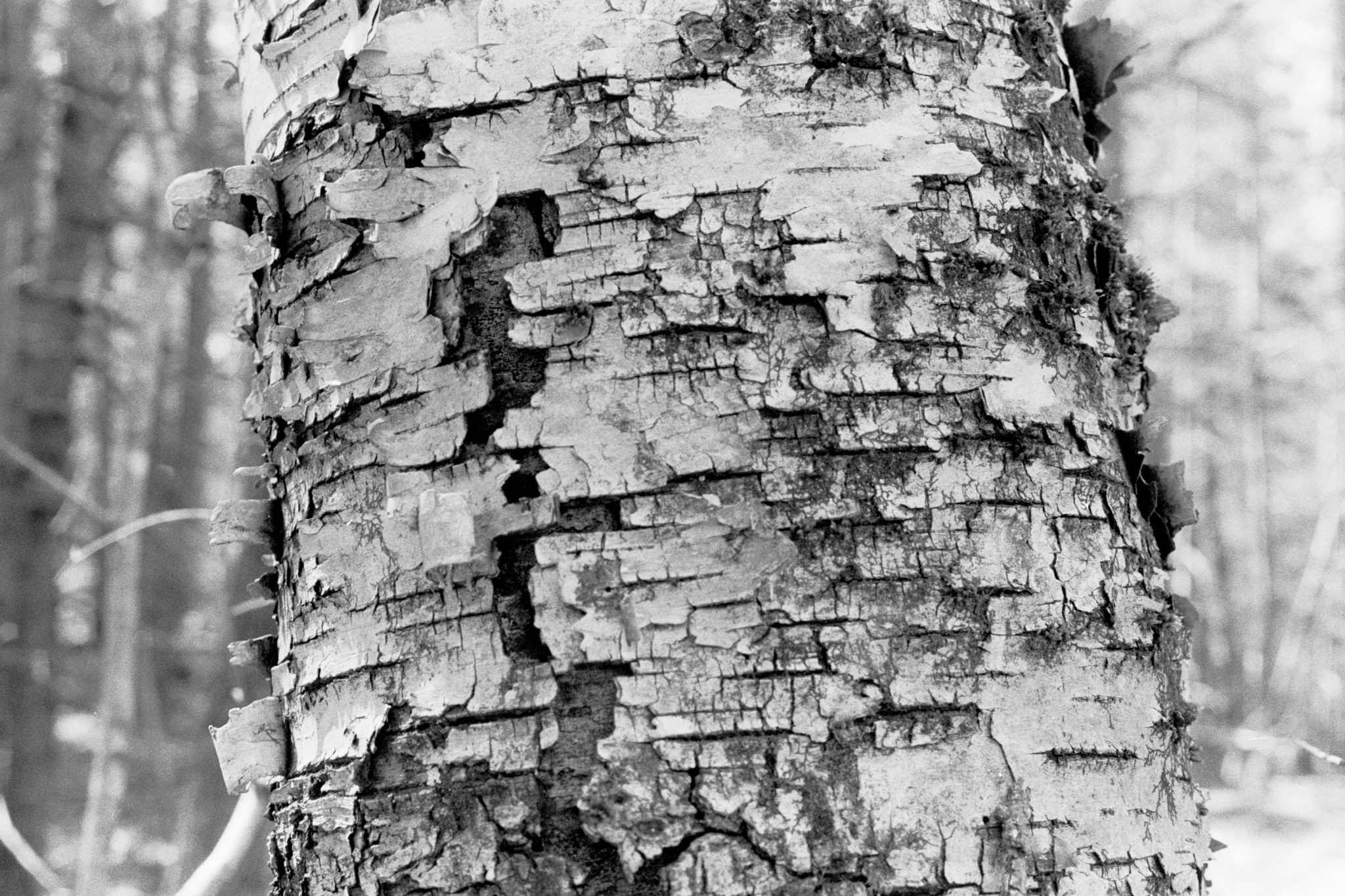A Hike on the Harpswell Cliff Trail - Dane's Photography
