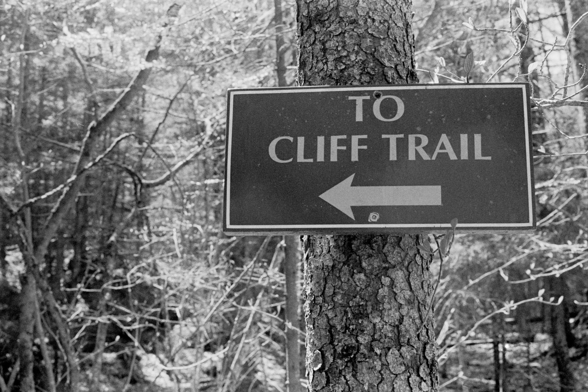 A Hike on the Harpswell Cliff Trail - Dane's Photography