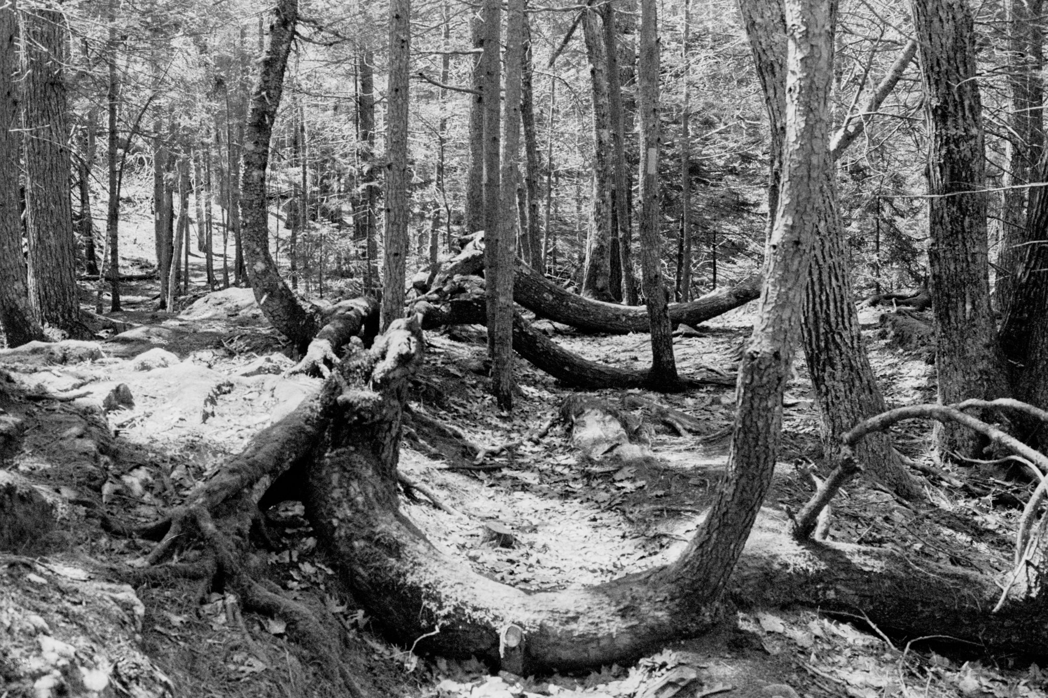A Hike on the Harpswell Cliff Trail - Dane's Photography
