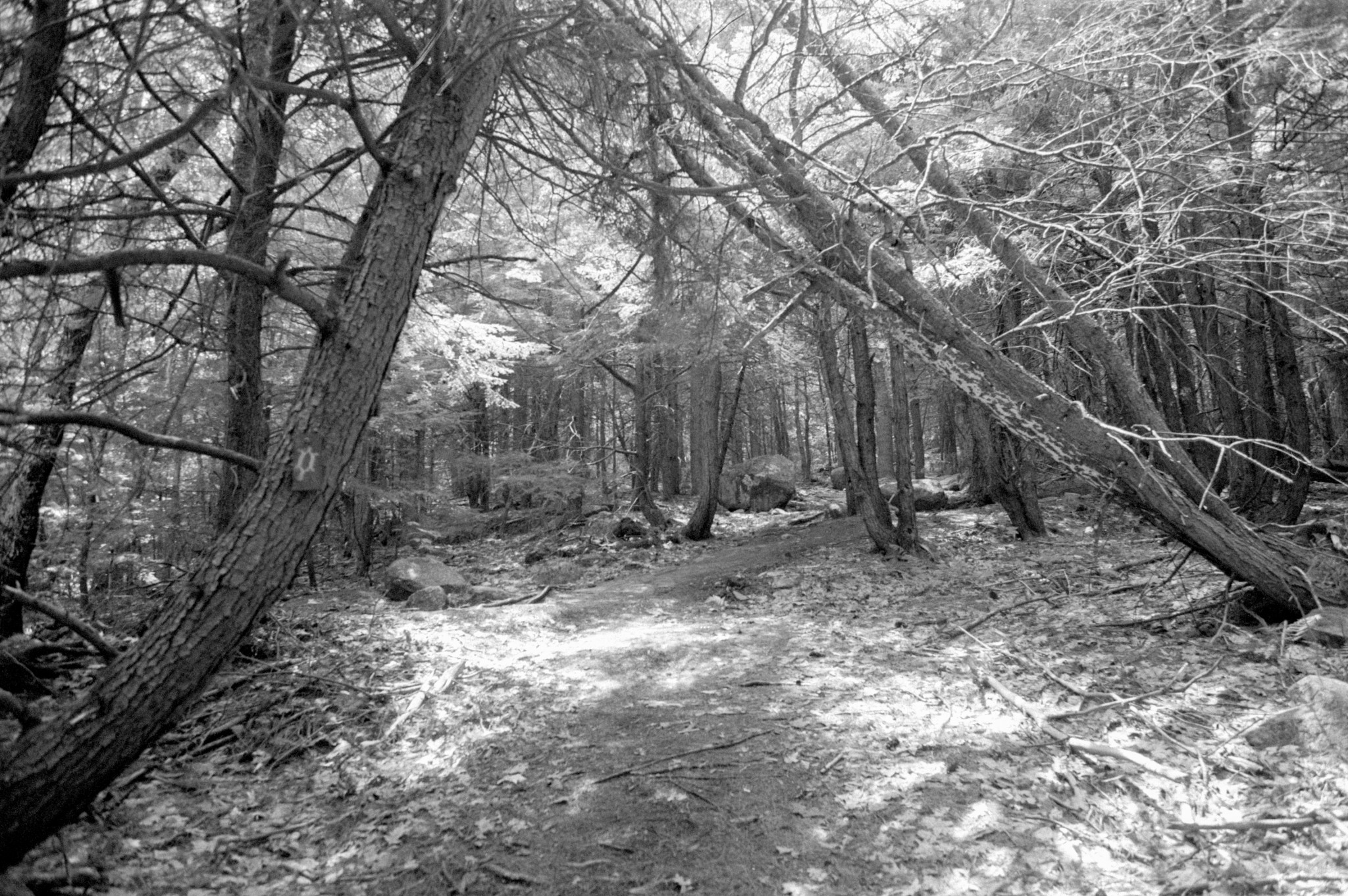 Hiking to Bald Ledge in Porter - Dane's Photography