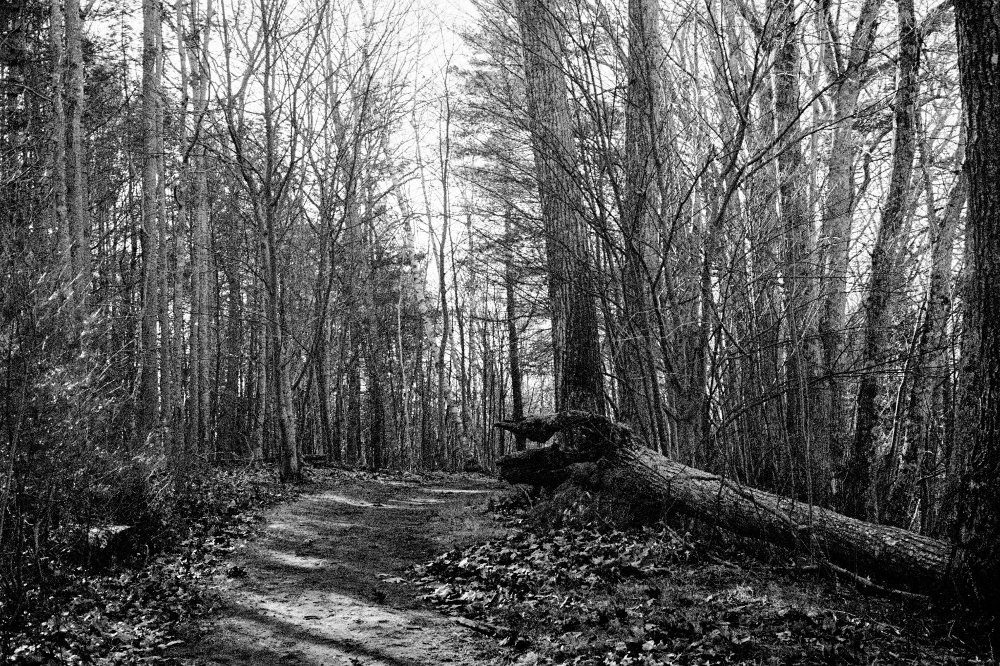 A Winter Walk Before the Snow at Spear Farm Estuary Preserve - Dane's ...