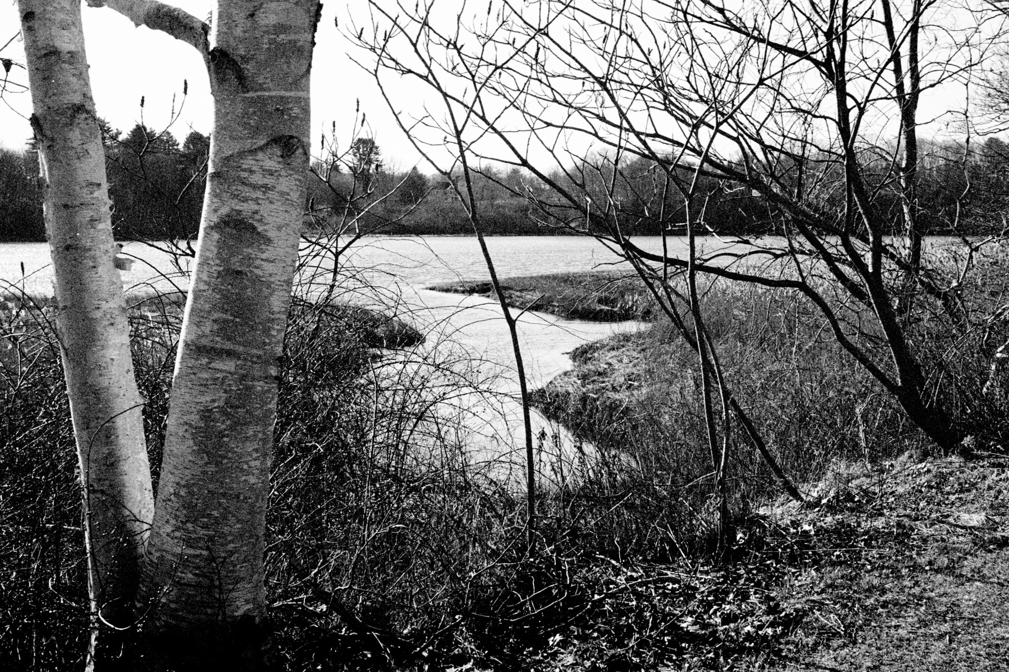 A Winter Walk Before the Snow at Spear Farm Estuary Preserve - Dane's ...